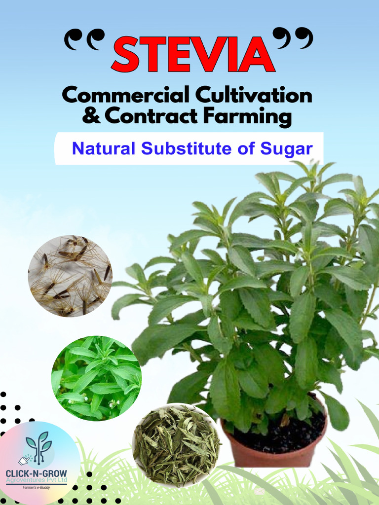Stevia English | PDF