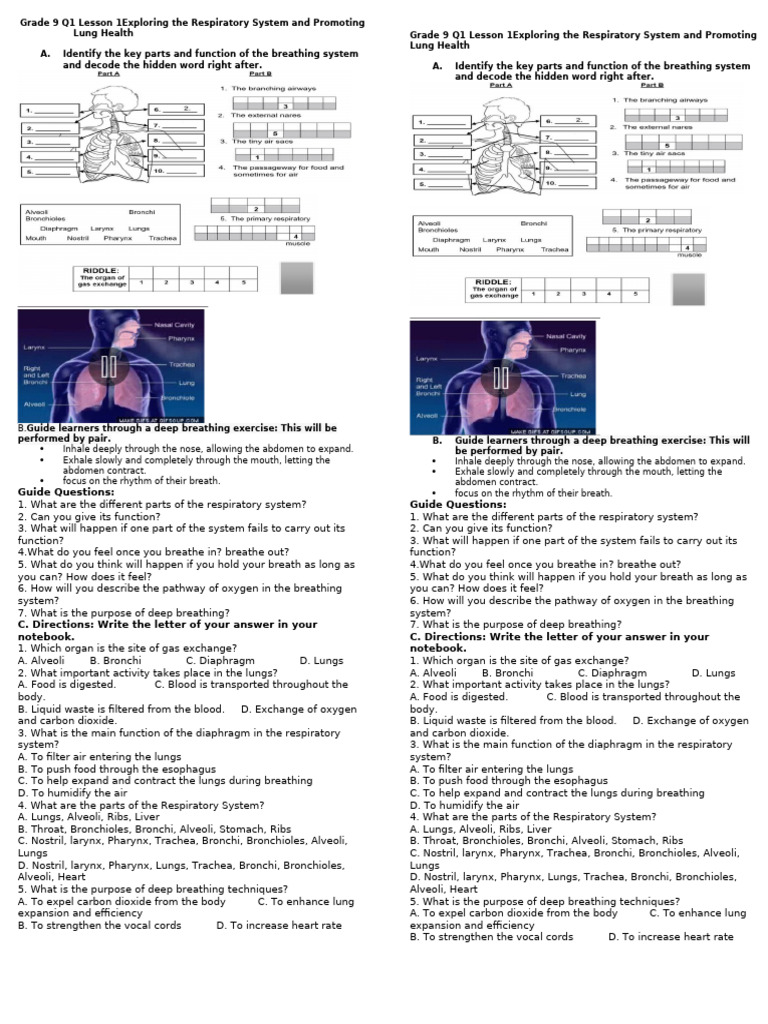 Act Sheet Grade 9 Q 1 Lesson 1 2 | PDF | Respiratory Tract | Lung