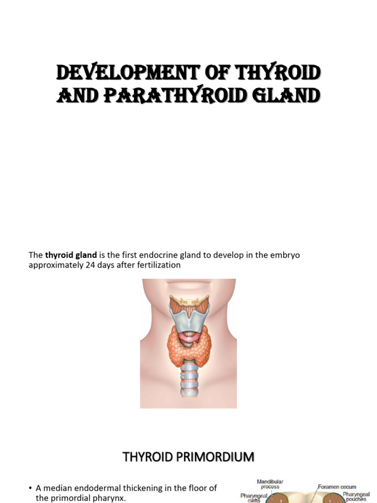 Thyroid^J Parathyroid | PDF | Thyroid | Tongue