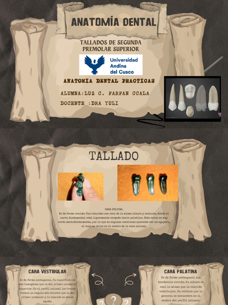 Anatomía del Segundo Premolar Superior | PDF | Anatomia dental | Diente