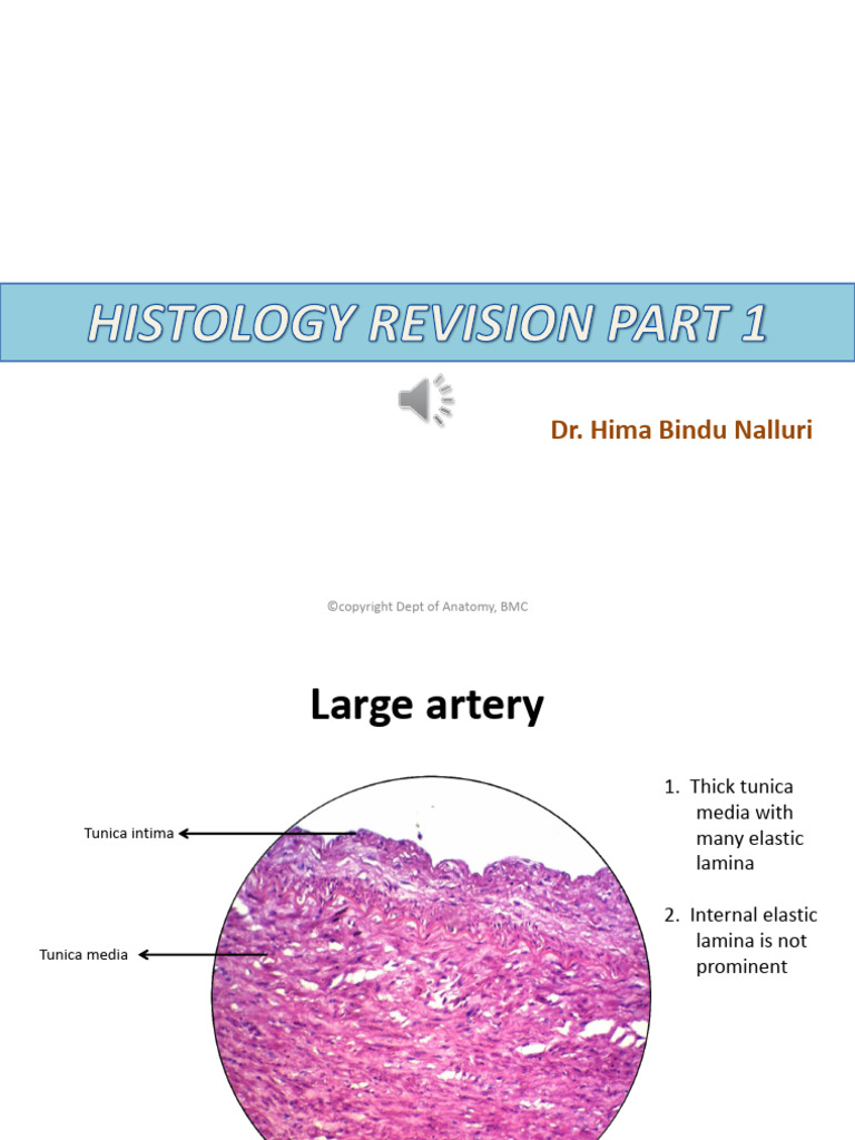 Histology Revision Part-1 Final | PDF | Lymph Node | Muscle