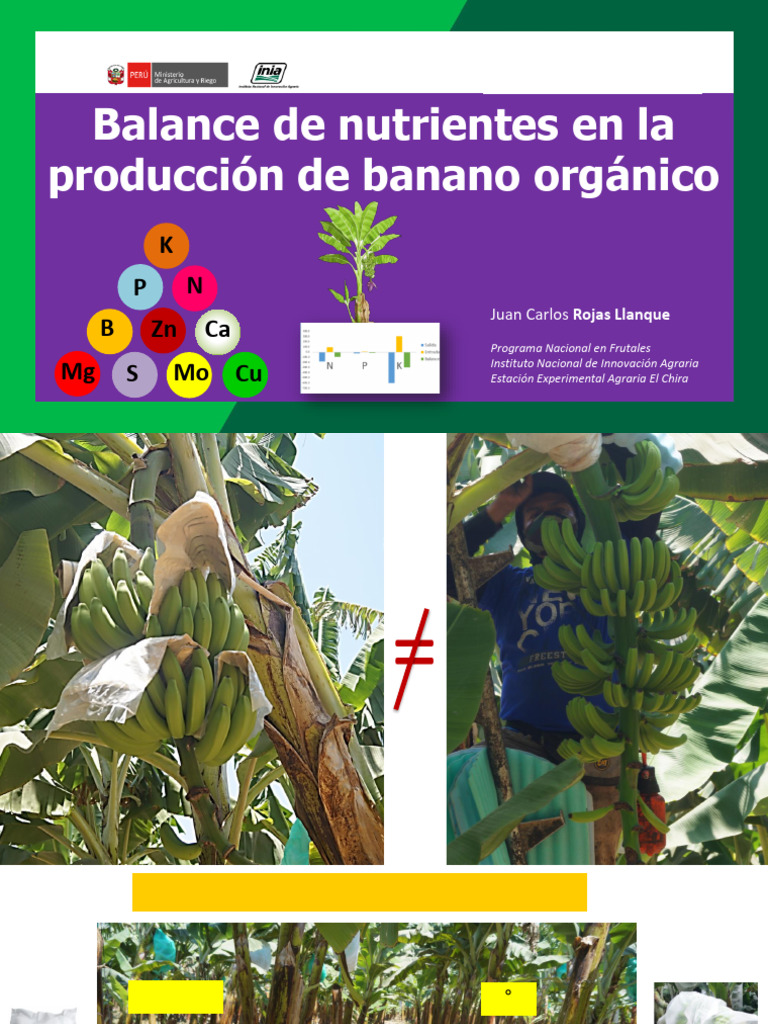 BALANCE DE NUTRIENTES EN BANANO ORGANICO_ 2024 | PDF