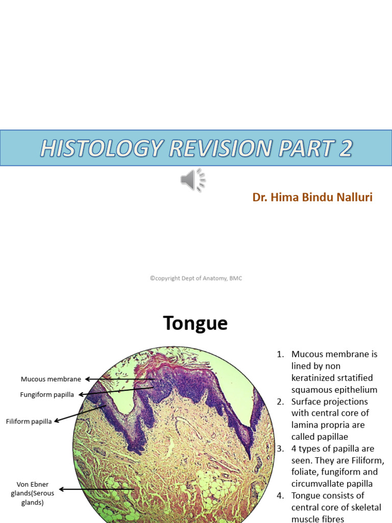 Histology revision part-2 Fianl | PDF | Stomach | Epithelium