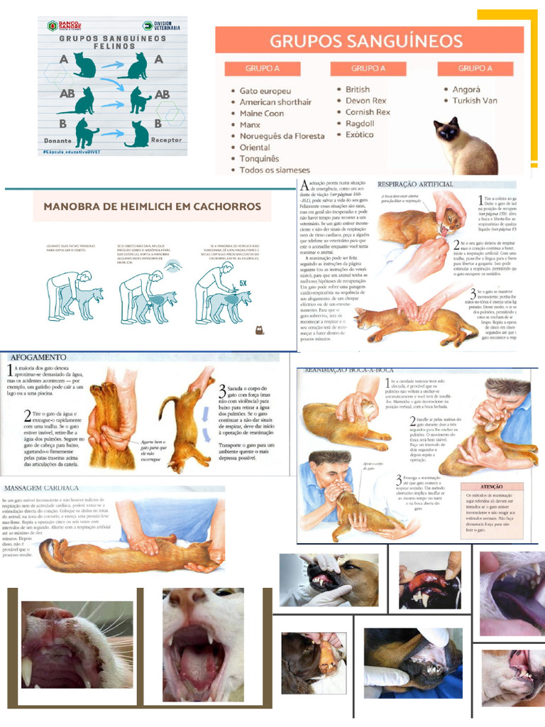 Documento A4 Branco e Lilás - 20240810 - 190052 - 0000 | PDF