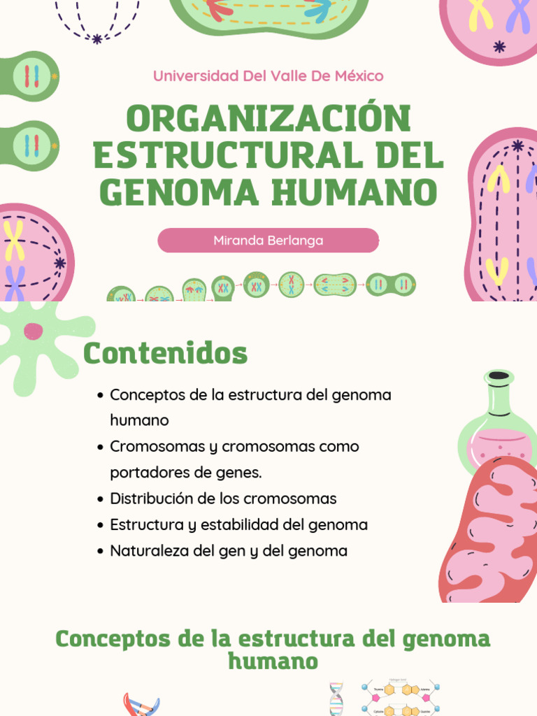 Organización estructural del genoma humano | PDF | Adn | Gene