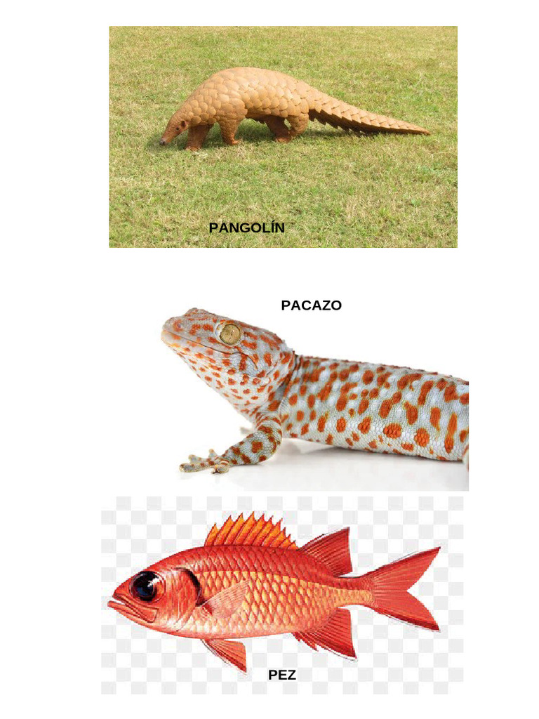 Animales Con Pelos Escamas y Plumas | PDF