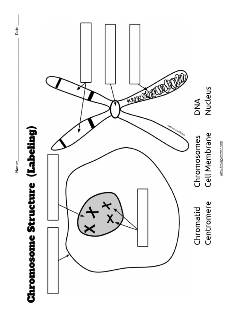 Annotated-Chromosome Labeling Bellringer | PDF