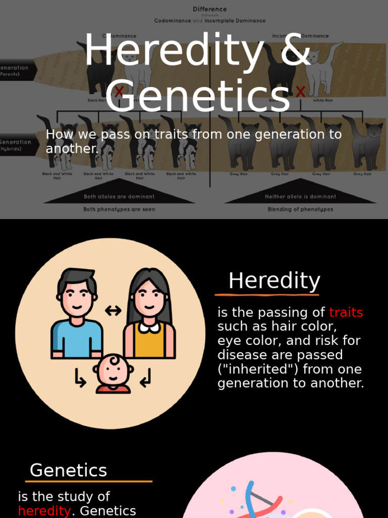 Mendelian Genetics Slides | PDF | Dominance (Genetics) | Genetics