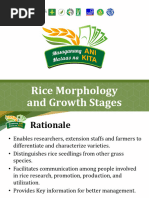 Rice Morphology and Growth Stages Guide | PDF | Rice | Seedling