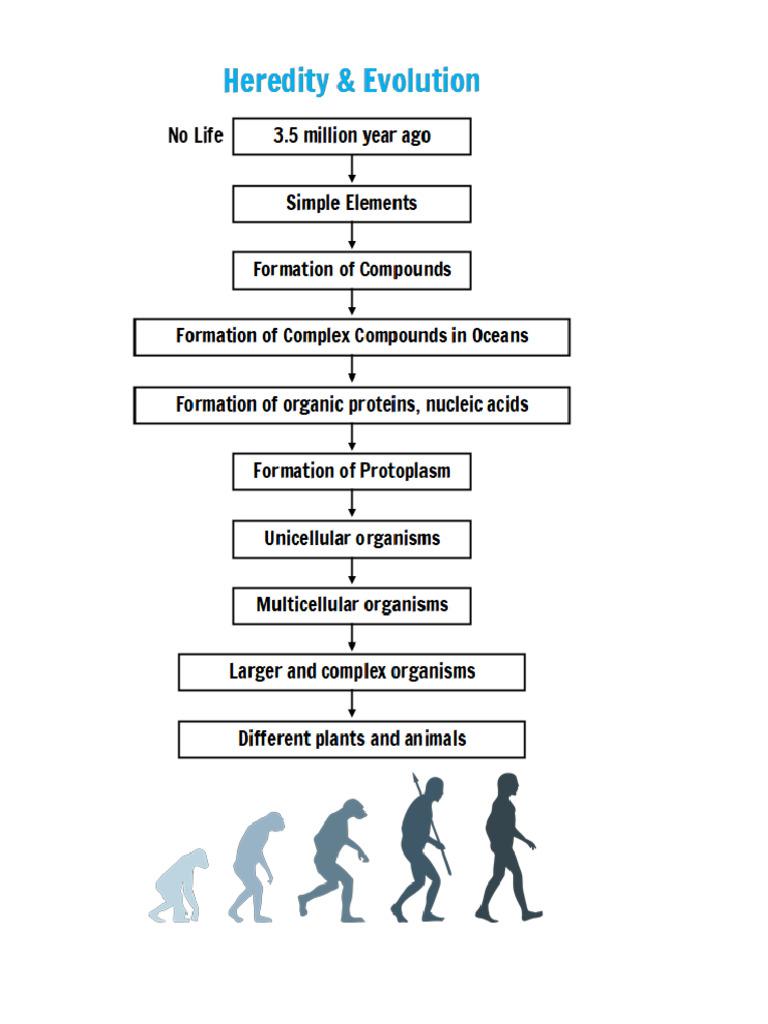 9. Heredity and Evolution | PDF | Dominance (Genetics) | Zygosity