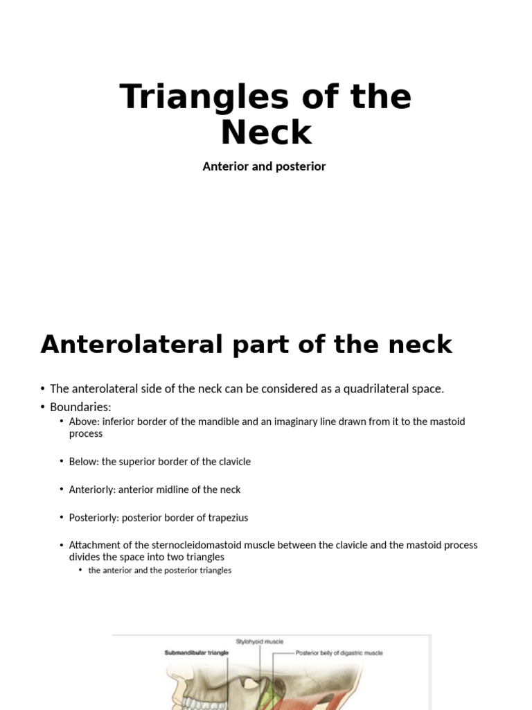 Anatomical Triangles of the Neck | PDF | Common Carotid Artery | Neck