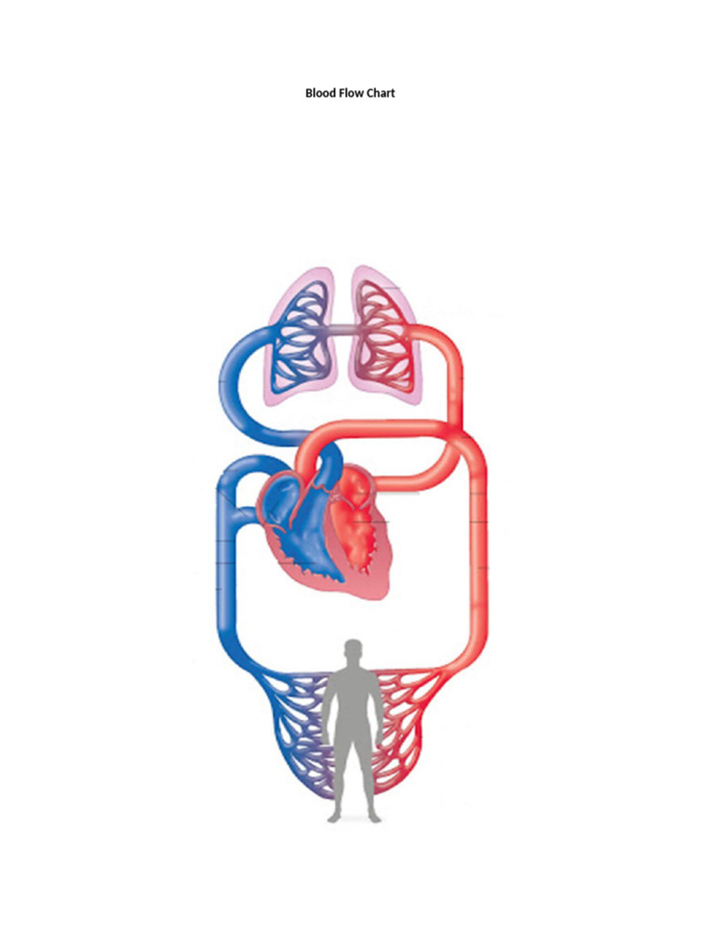 Blood Flow Chart Overview | PDF