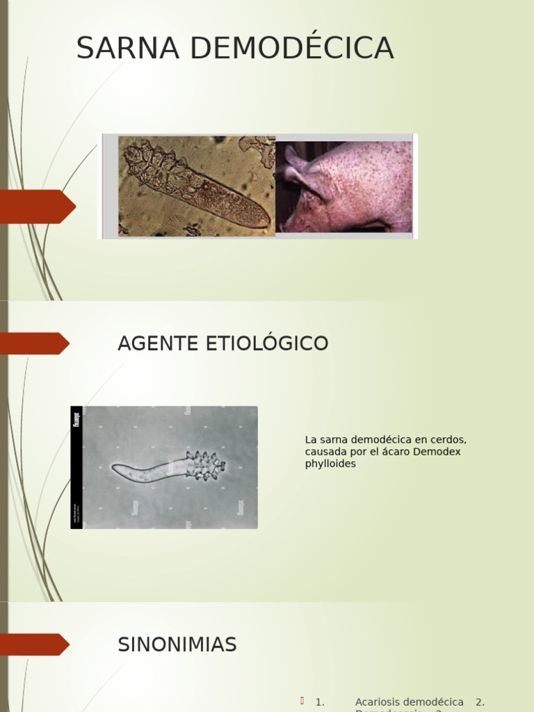 Sarna de Cerdos | PDF