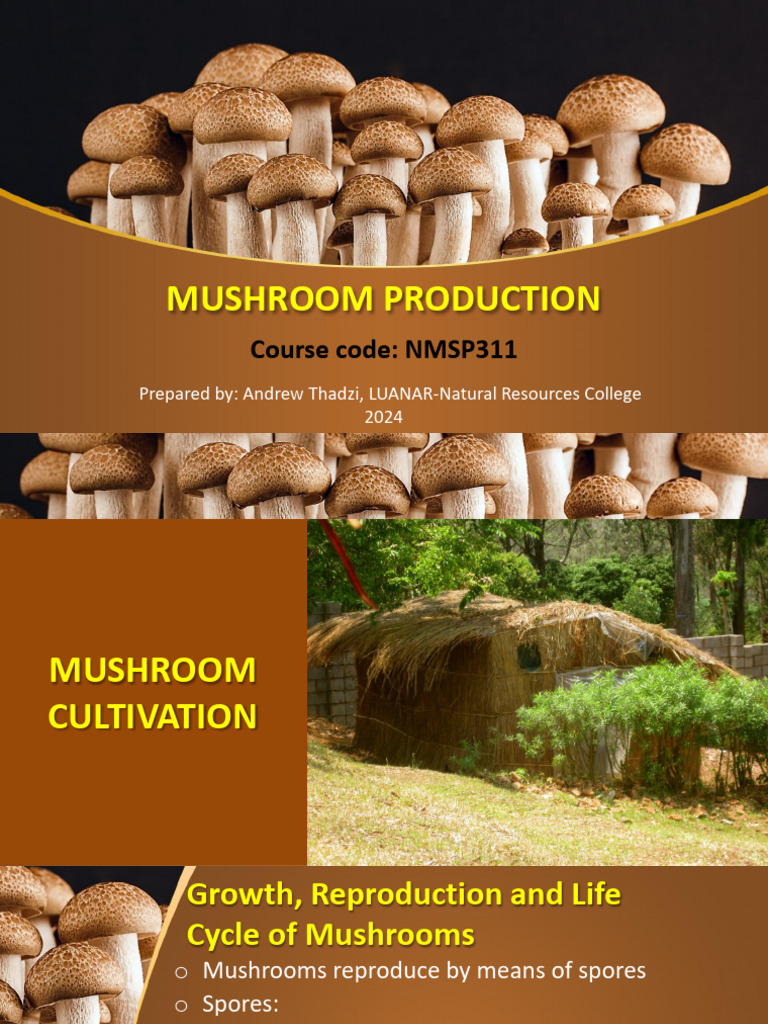 Mushroom Cultivation Guide | PDF | Mushroom | Germination