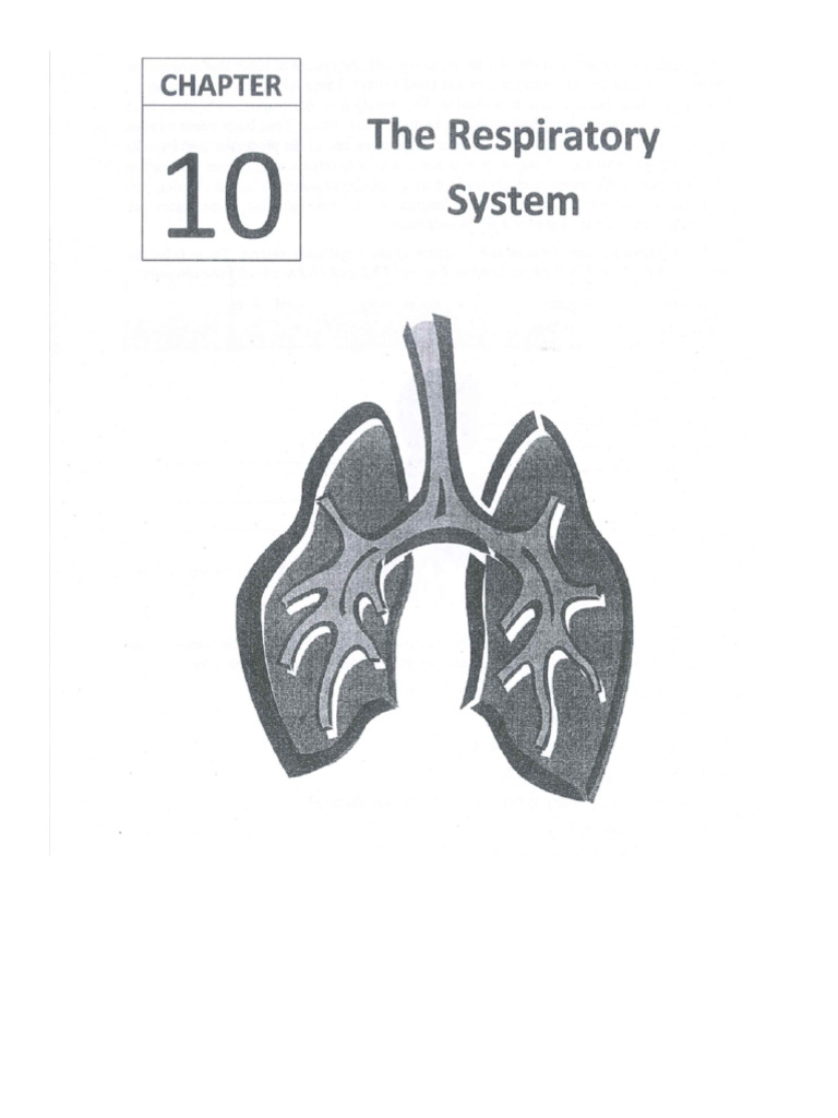 Lesson 10 The Respiratory System | PDF