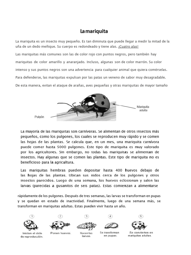 La Mariquita Comprensión de Lectura | PDF | Coccinellidae | Insectos