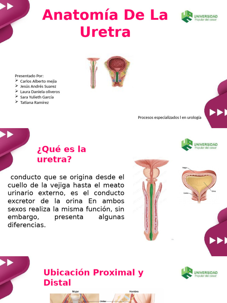 Anatomía y Función de la Uretra | PDF | Sistema urinario | Morfología (biología)