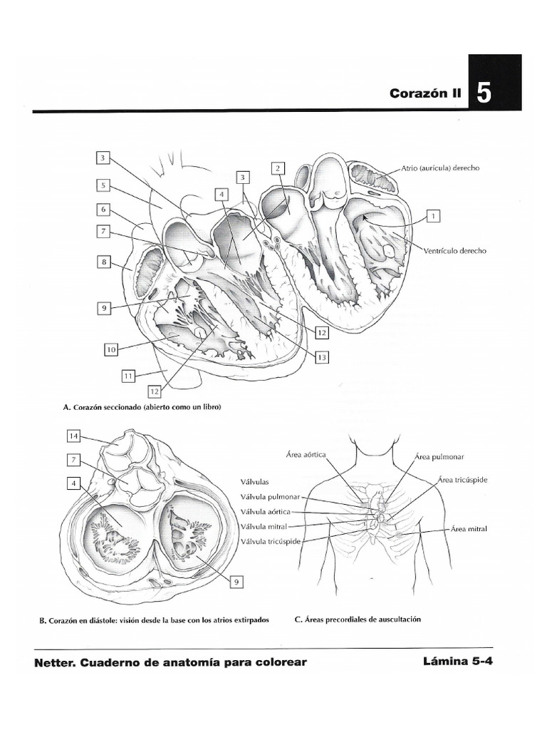 Netter Cuaderno de Anatomia Para Colorear 2da - Librosmedicina.org-224 ...