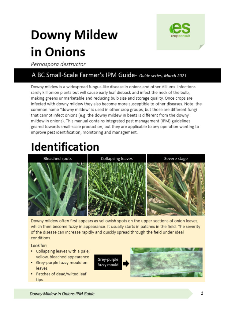 FI26 Downy Mildew Onions 2021 IPM Guide | PDF | Onion | Leaf