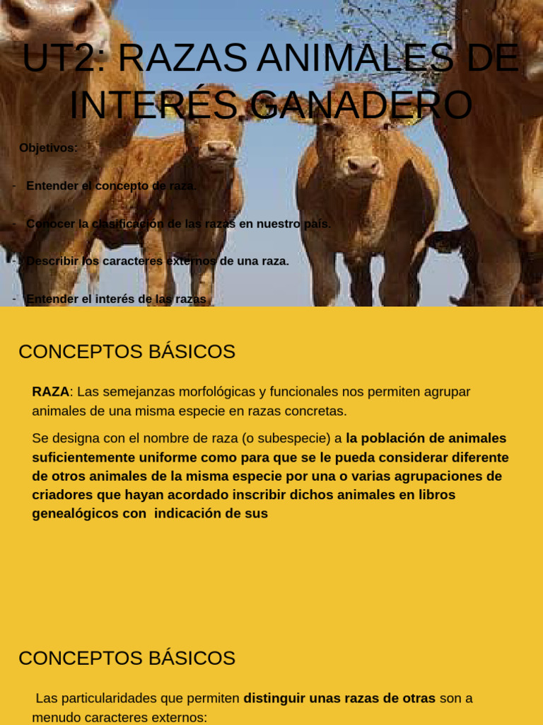 Zootecnia. Razas de Animales d Einteres Ganaderoo (1) | PDF | Color | Pelo