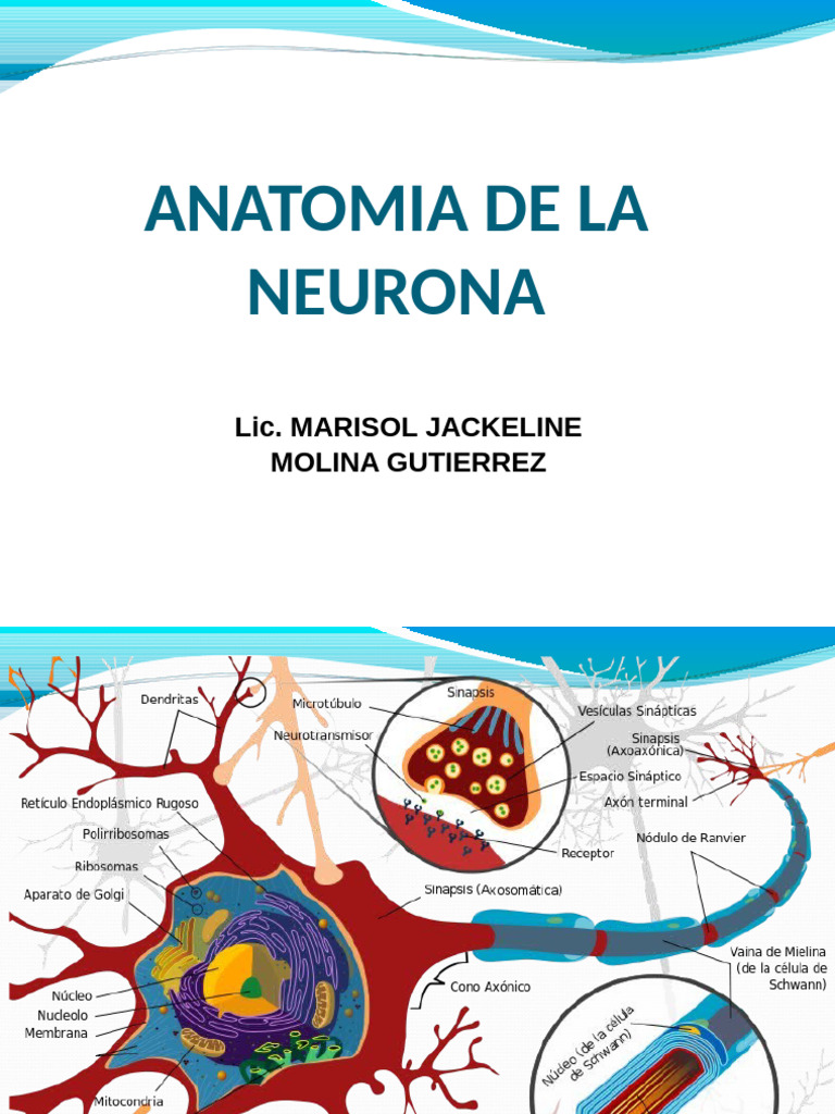 Anatomia de La Neurona | PDF | Neurona | Axon