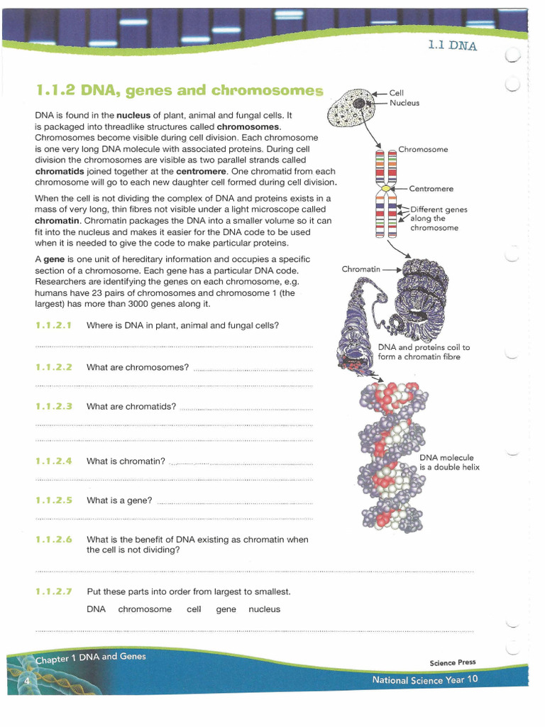 1.1.2 DNA, Genes and Chromosomes Form | PDF