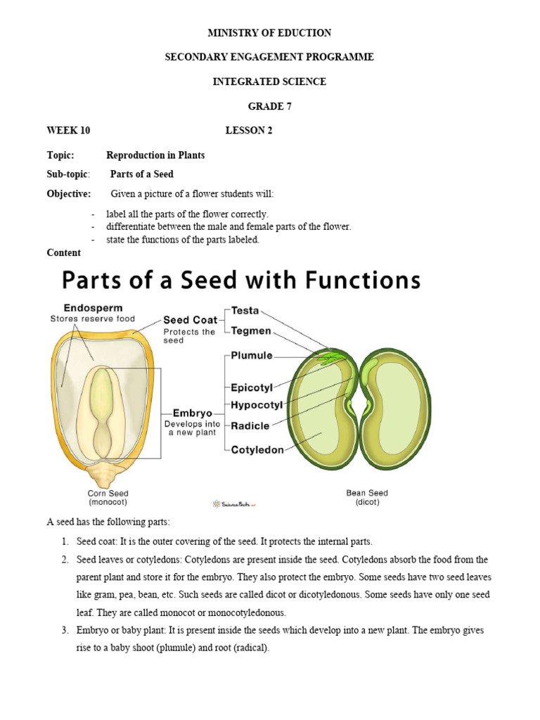 PARTS OF A SEED Week 10 Lesson 2 | PDF