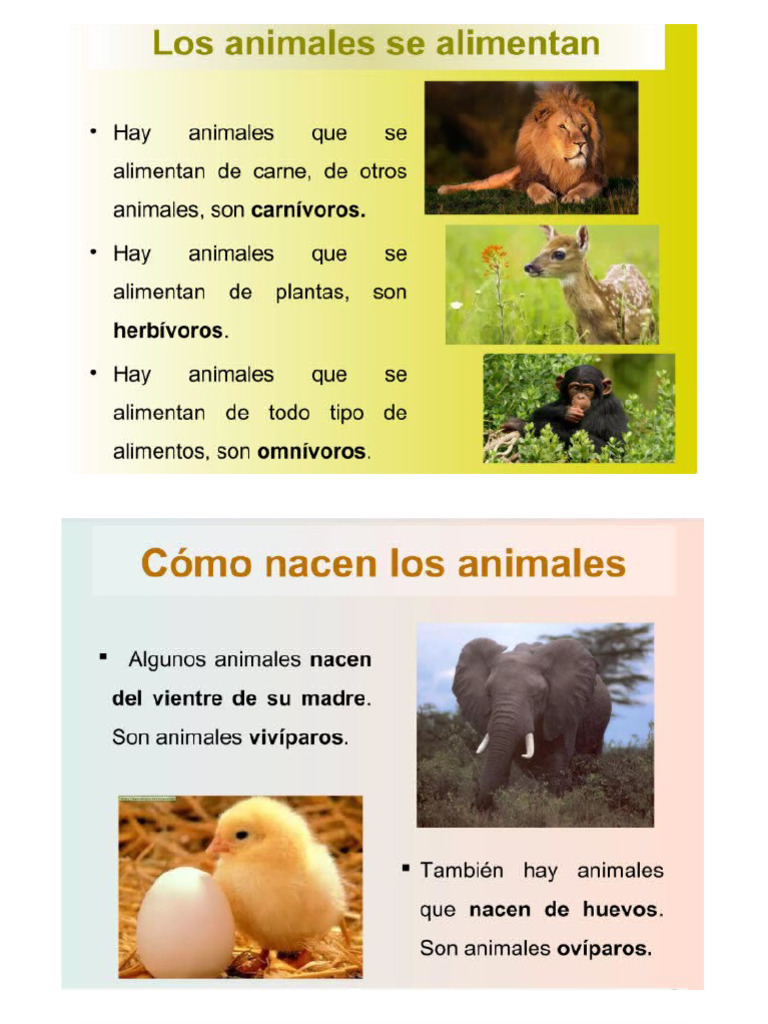 Clasificacion de Los Animales | PDF