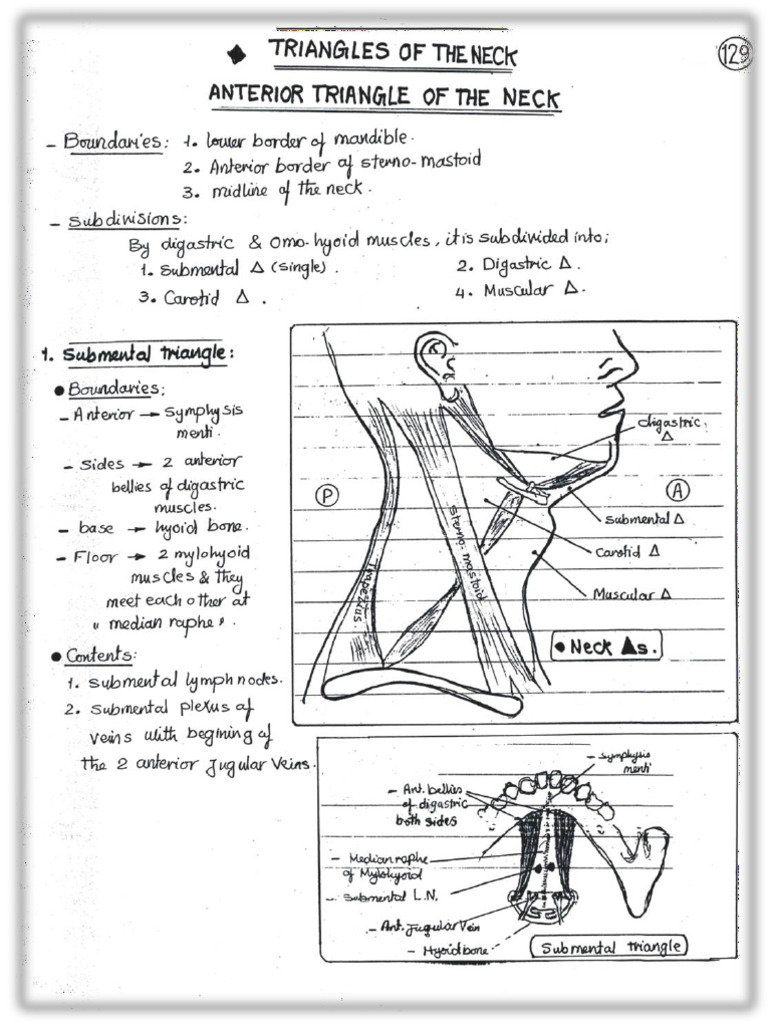 2 - Muscles of Neck | PDF