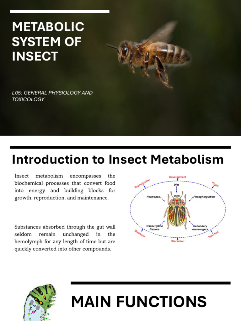 L5 - GPT - Metabolic System of Insect | PDF | Metabolism | Diet & Nutrition