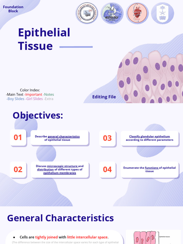 L2) Epithelial Tissue | PDF | Epithelium | Histology