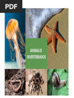Foldables de Animales Invertebrados | PDF