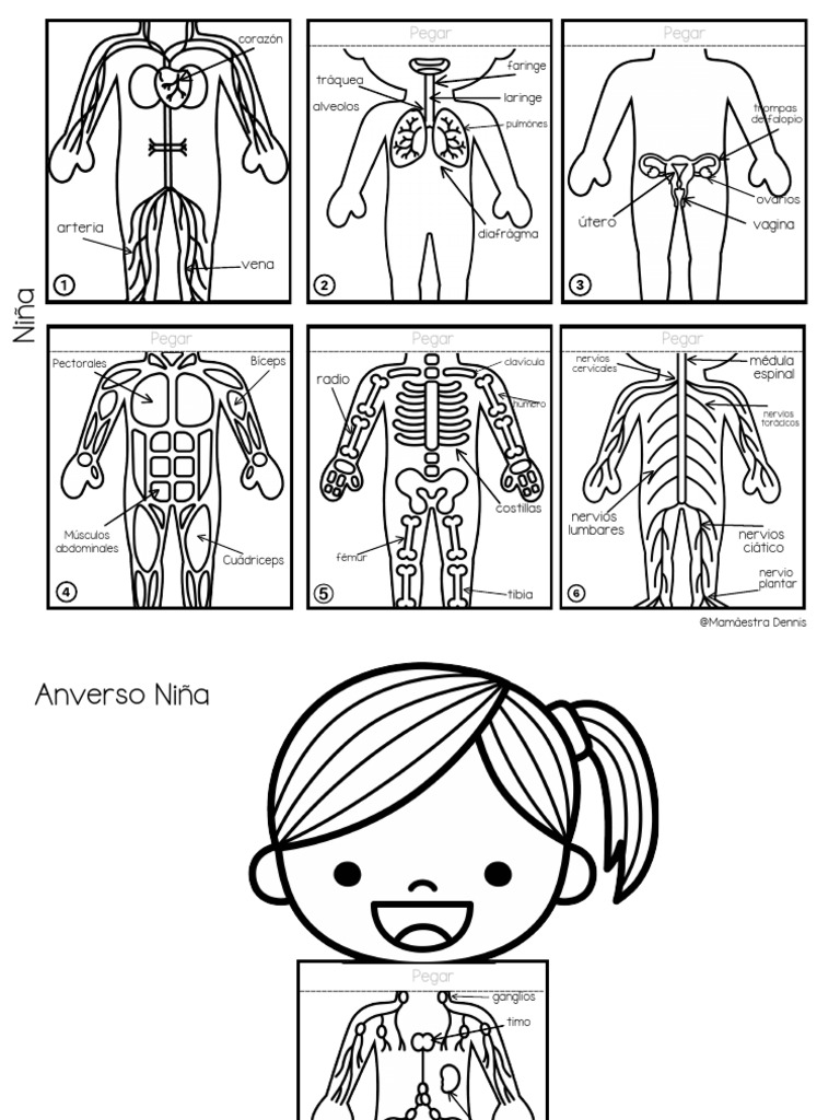 Flipbook 2 Niña Sistemas Del Cuerpo Humano | PDF | Anatomia animal ...
