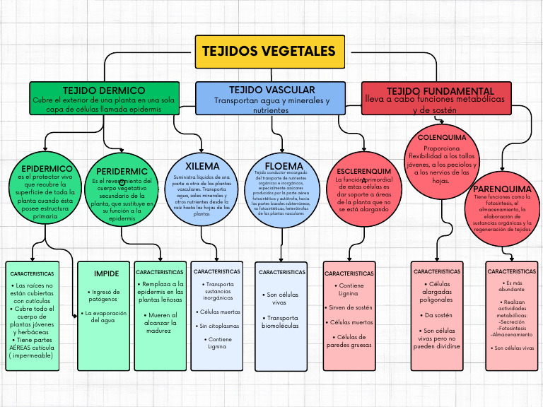 Mapa Conceptual Tejidos Vegetales | PDF | Plantas | Biología