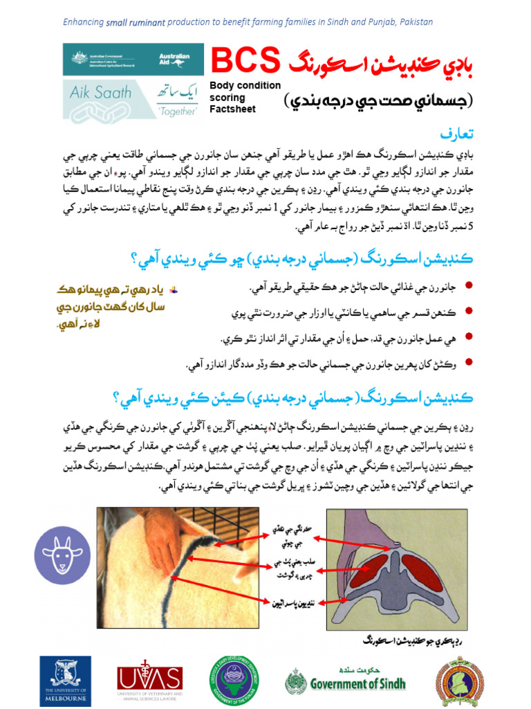 Body Condition Scoring Factsheet Sindhi | PDF