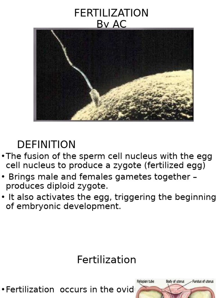 Lecture 6 FERTILIZATION | PDF | Fertilisation | Embryo