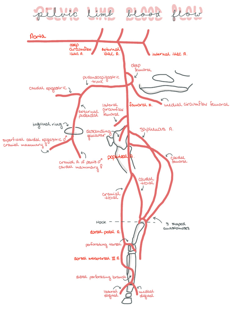 Equine Pelvic Limb Blood Flow and Nerves | PDF