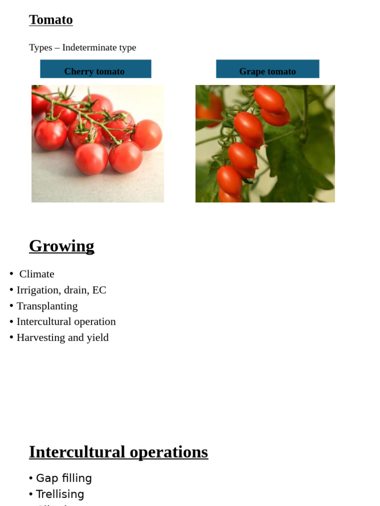 Vines | PDF