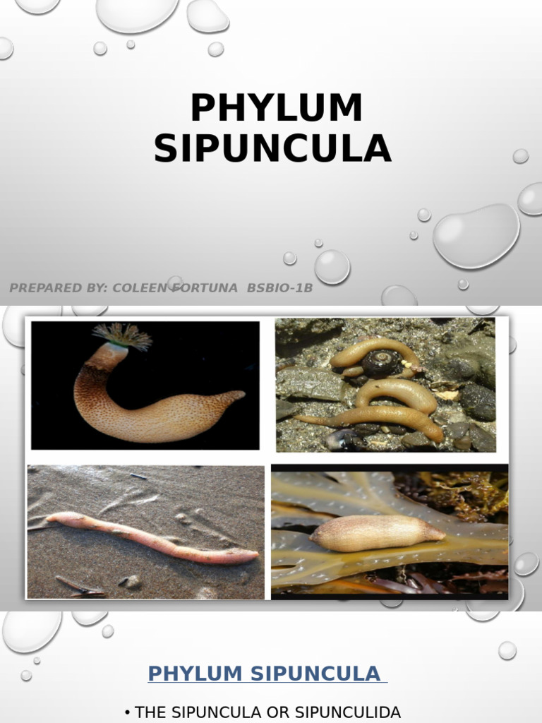 Phylum Sipuncula Coleen Fortuna | PDF
