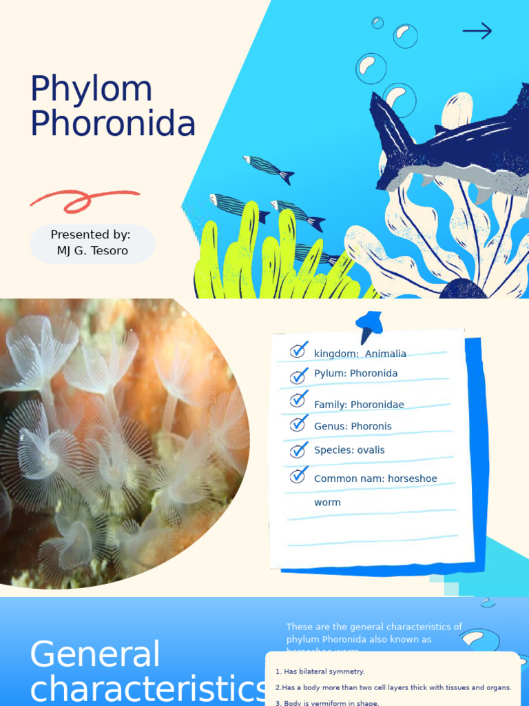 Characteristics of Phylum Phoronida | PDF