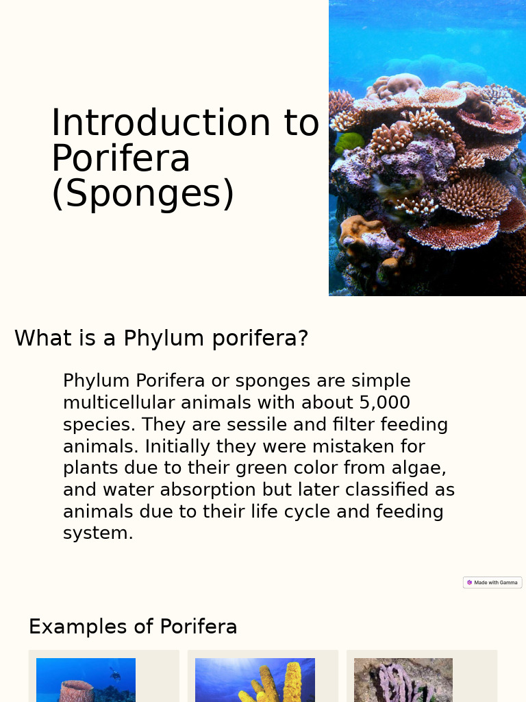 Introduction To Porifera Sponges | PDF | Sponge | Organisms