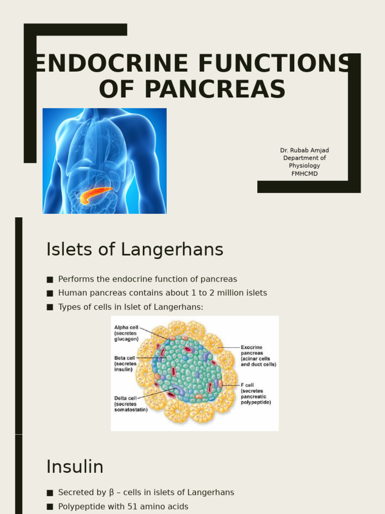 Endocrine Functions of Pancreas | PDF | Insulin | Diabetes