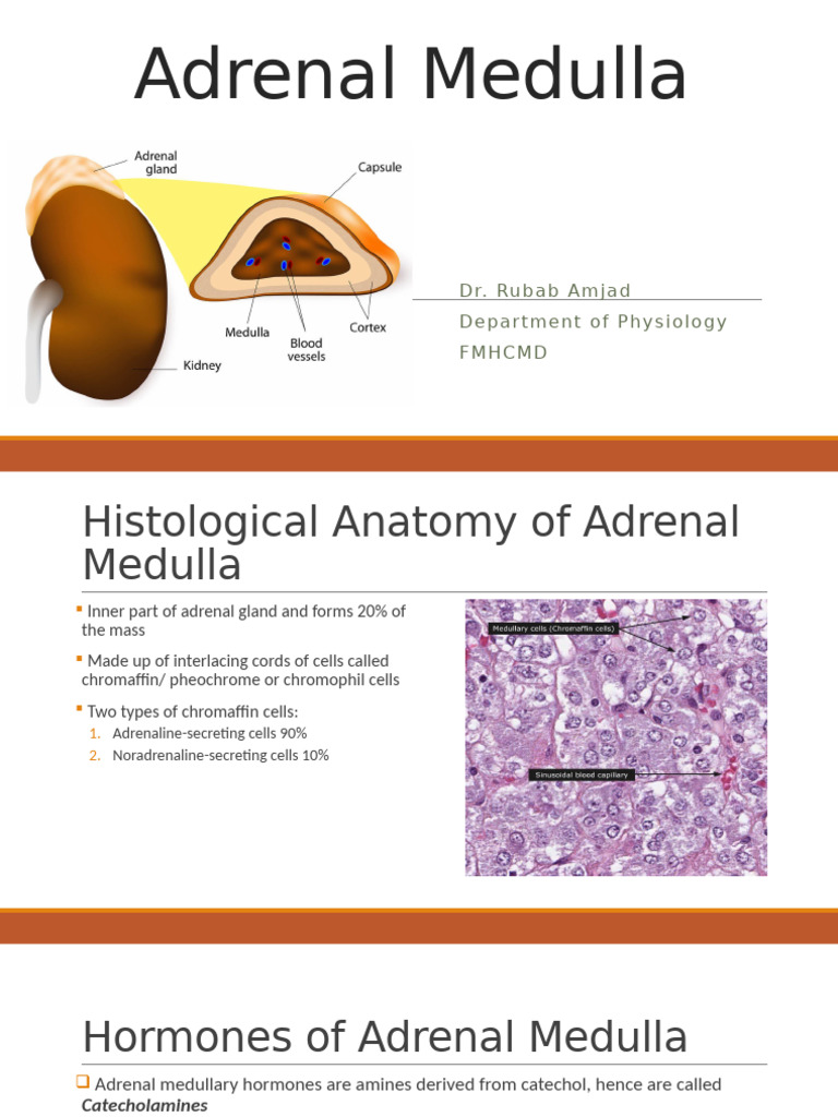 Adrenal Medulla | PDF | Adrenal Gland | Norepinephrine