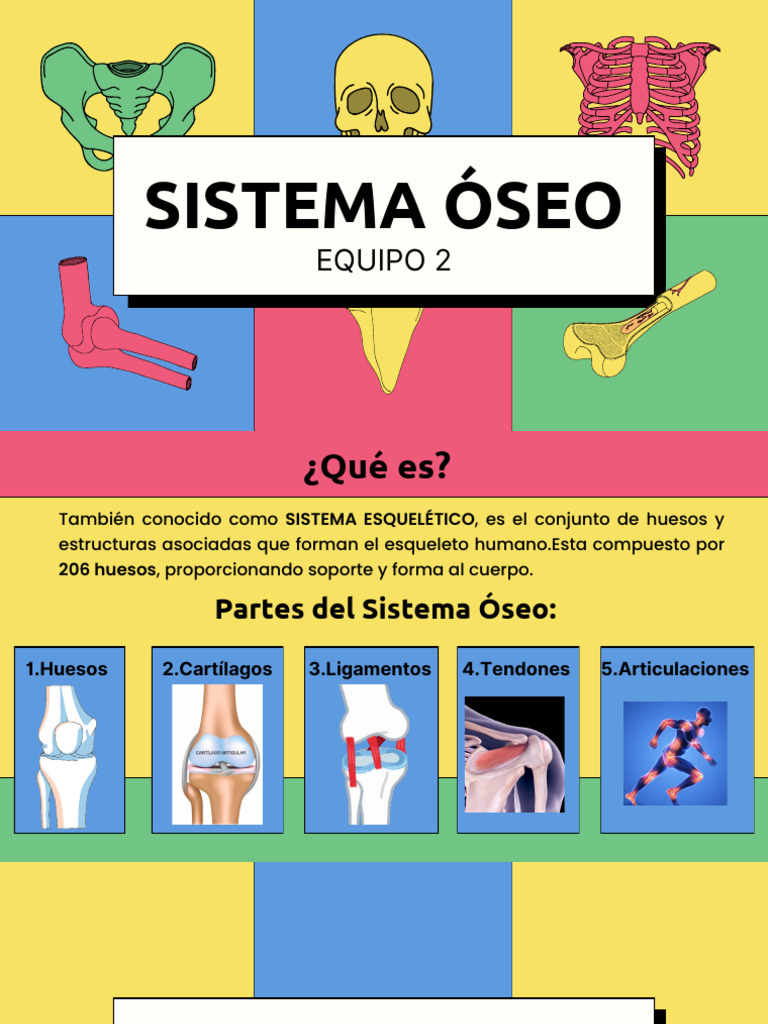Anatomía y Funciones del Sistema Óseo | PDF | Hueso | Esqueleto