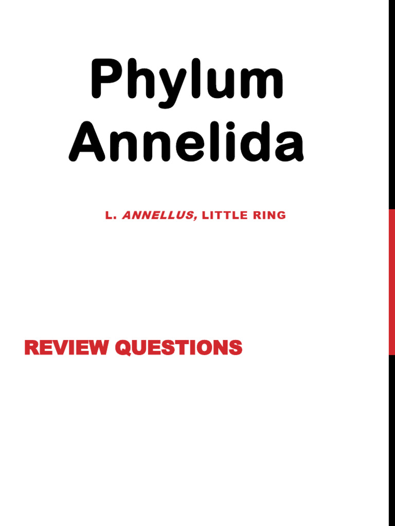 Phylum Annelida | PDF