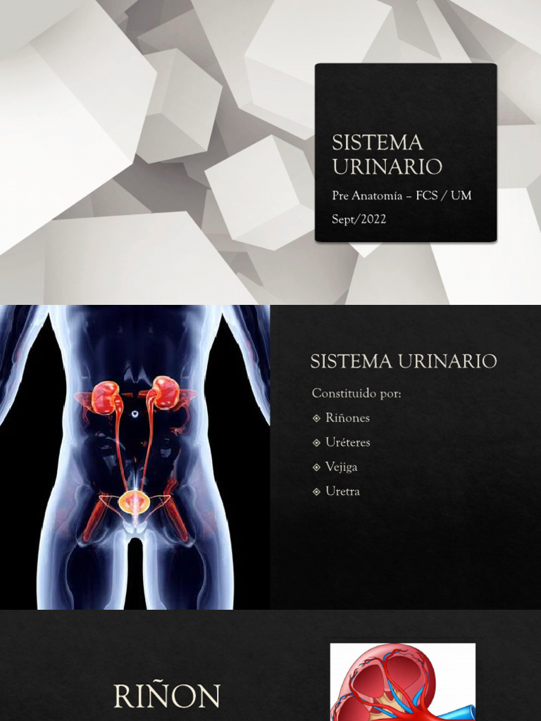 Sistema Urinario 2022 | PDF