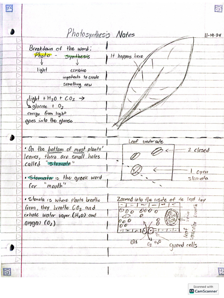 photosynthesis notes | PDF