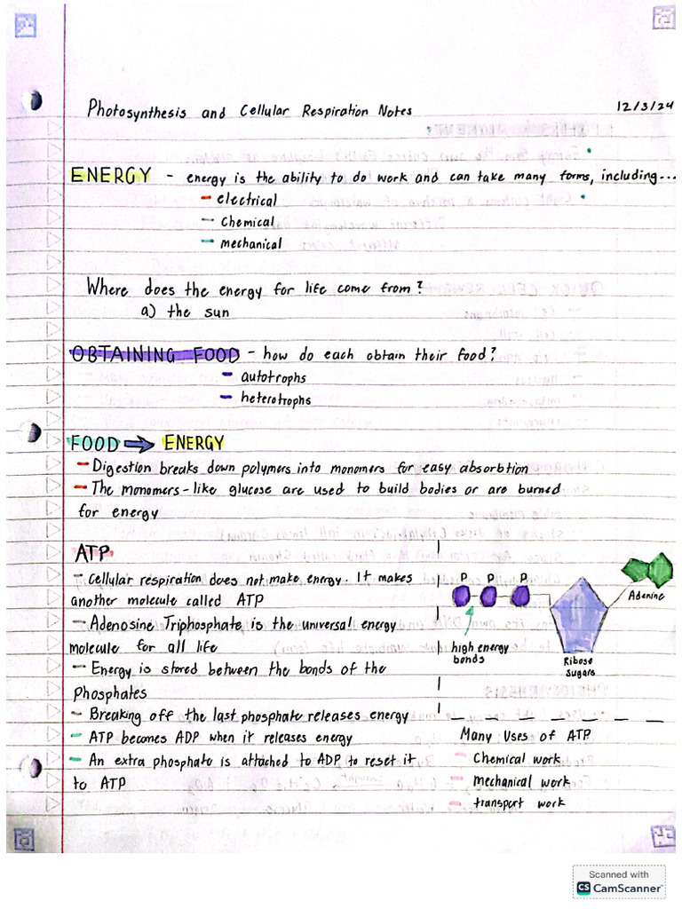Photosynthesis and Cellular Respiration Notes | PDF