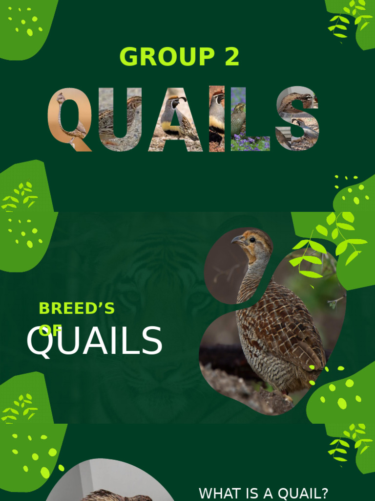 BREEDS-OF-QUAIL | PDF | Galliformes | Birds