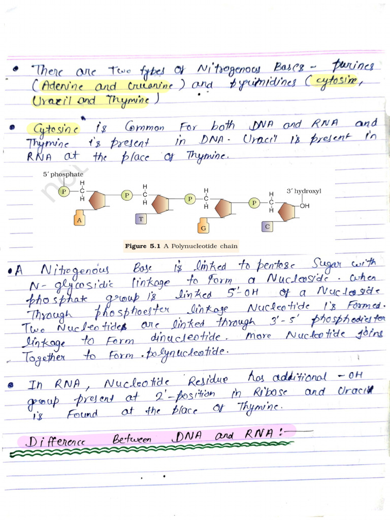 Molecular basis of inheritance class 12th Biology | PDF